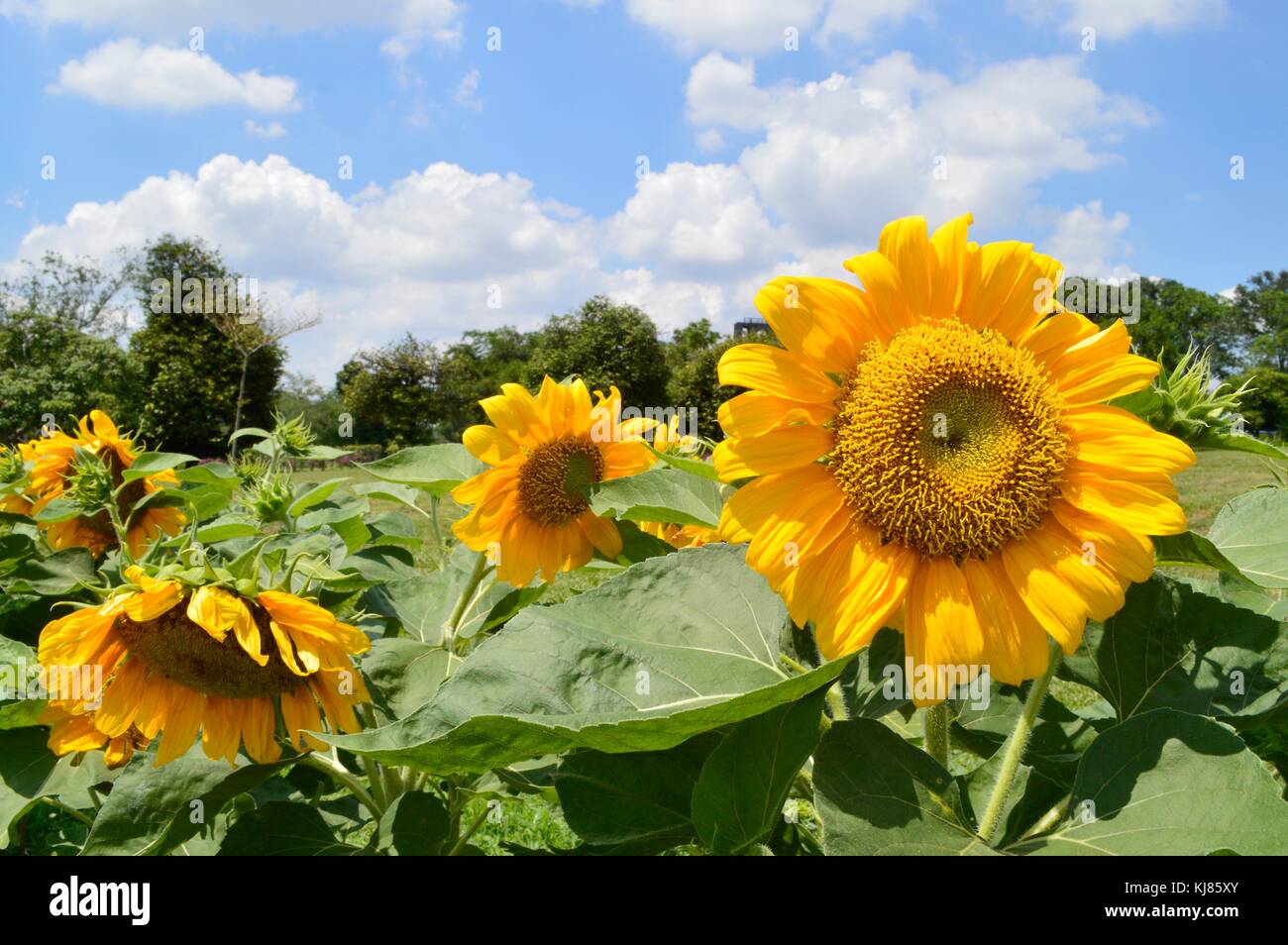 the sunflower in the garden Stock Photo - Alamy