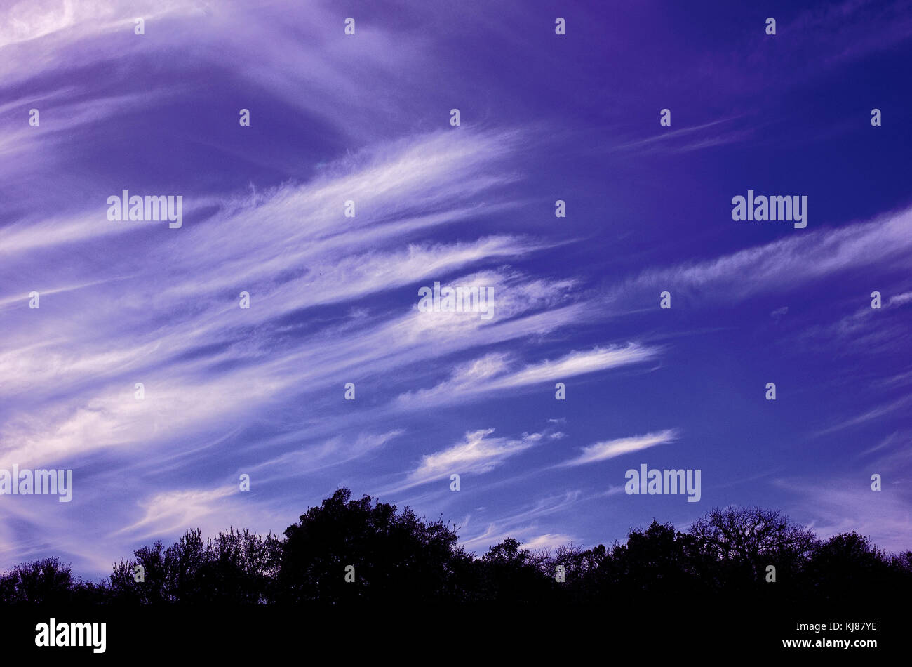 Dark blue purplish sky with diagonal clouds and treetops on horizon ...