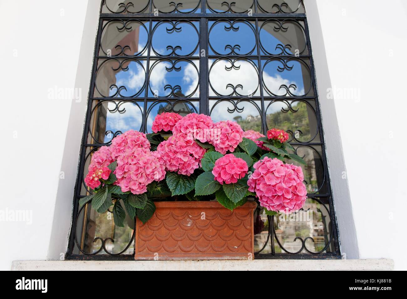 Fuchsia hydrangea and decorated window scenic view in Positano, Amalfi ...
