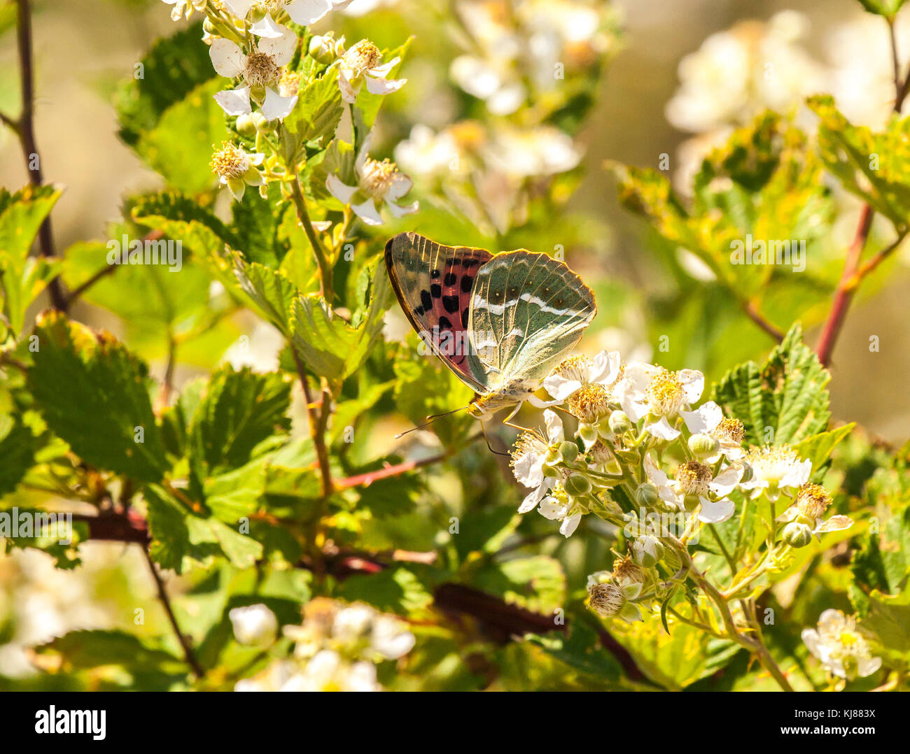 Cardinal Fritillary butterfly Argynnis pandora in the Spanish ...