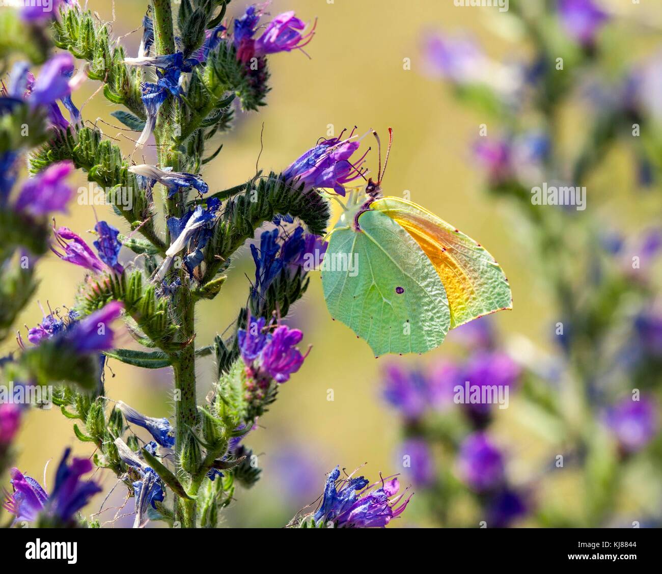 Cleopatra butterfly hi-res stock photography and images - Alamy
