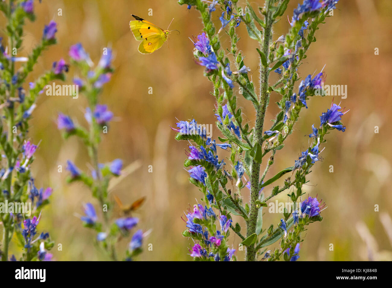 Butterfly in flight hi-res stock photography and images - Alamy