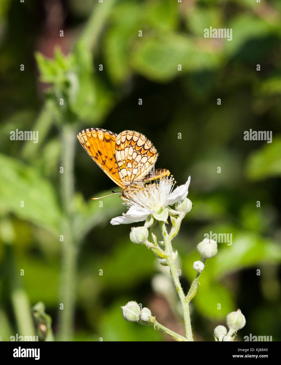 Heath Fritillary butterfly Mellicta uthalia in the RSPB owned nature ...
