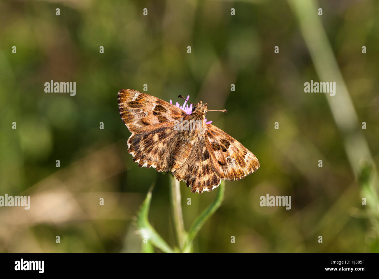 Carcharodus lavatherae hi-res stock photography and images - Alamy