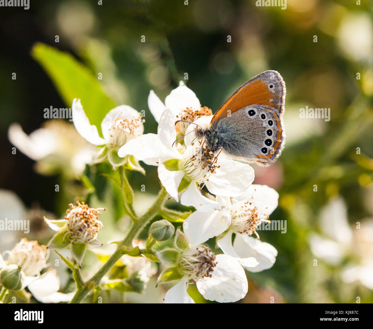 Chestnut Heath butterfly Coenonympha glycerion on bramble blossom in ...