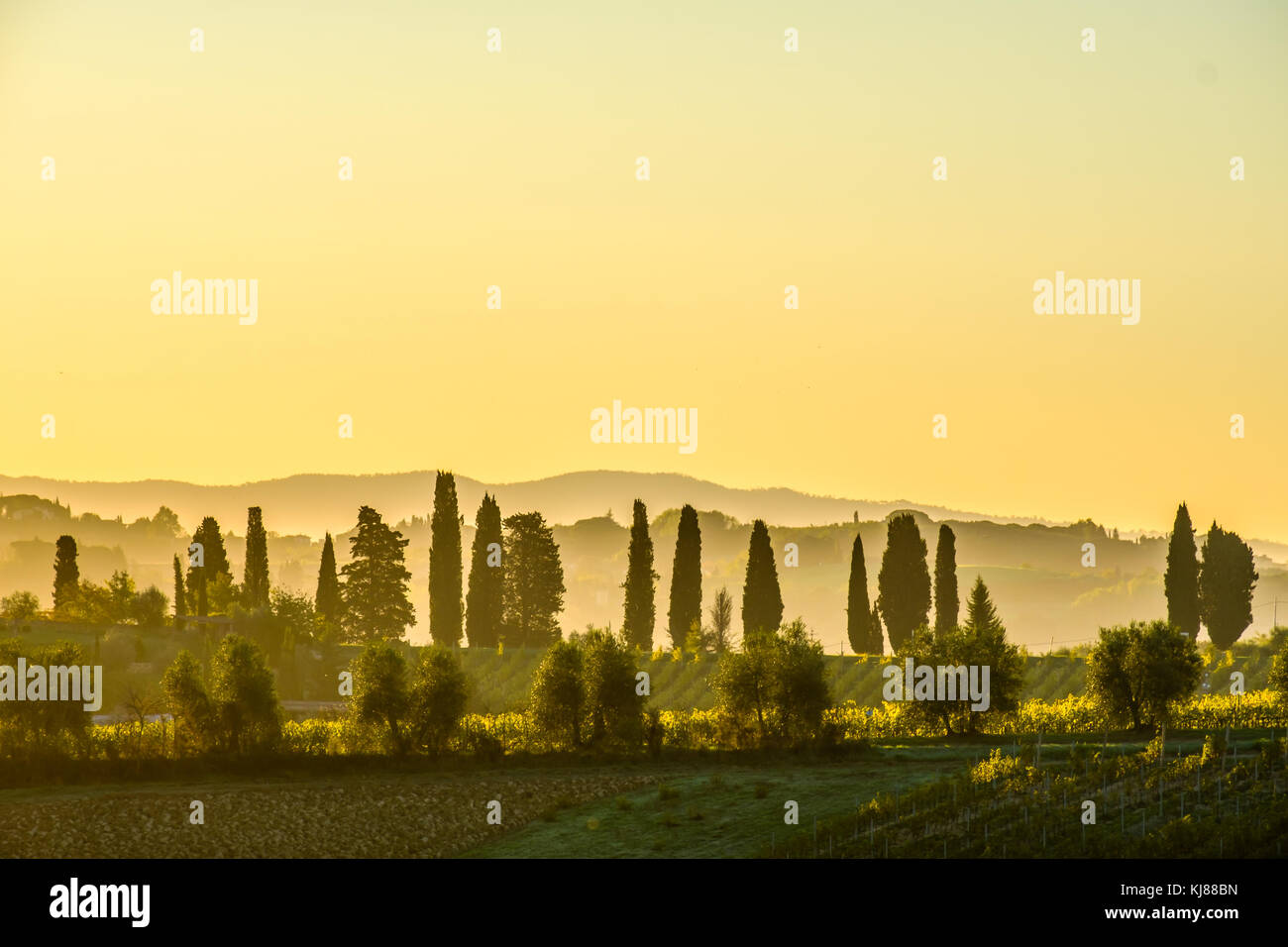 Beautiful morning golden hour at Tuscany vineyard Stock Photo - Alamy
