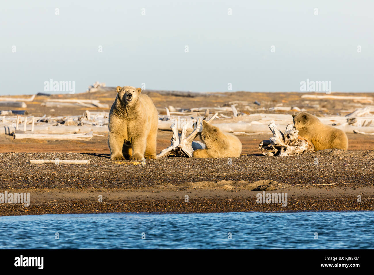 Sow polar bear and cubs resting on spit along Beaufort Sea on Barter ...