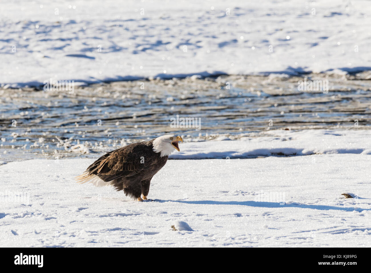 Bald Eagle vocalizing along the Chilkat River in the Chilkat River Bald ...
