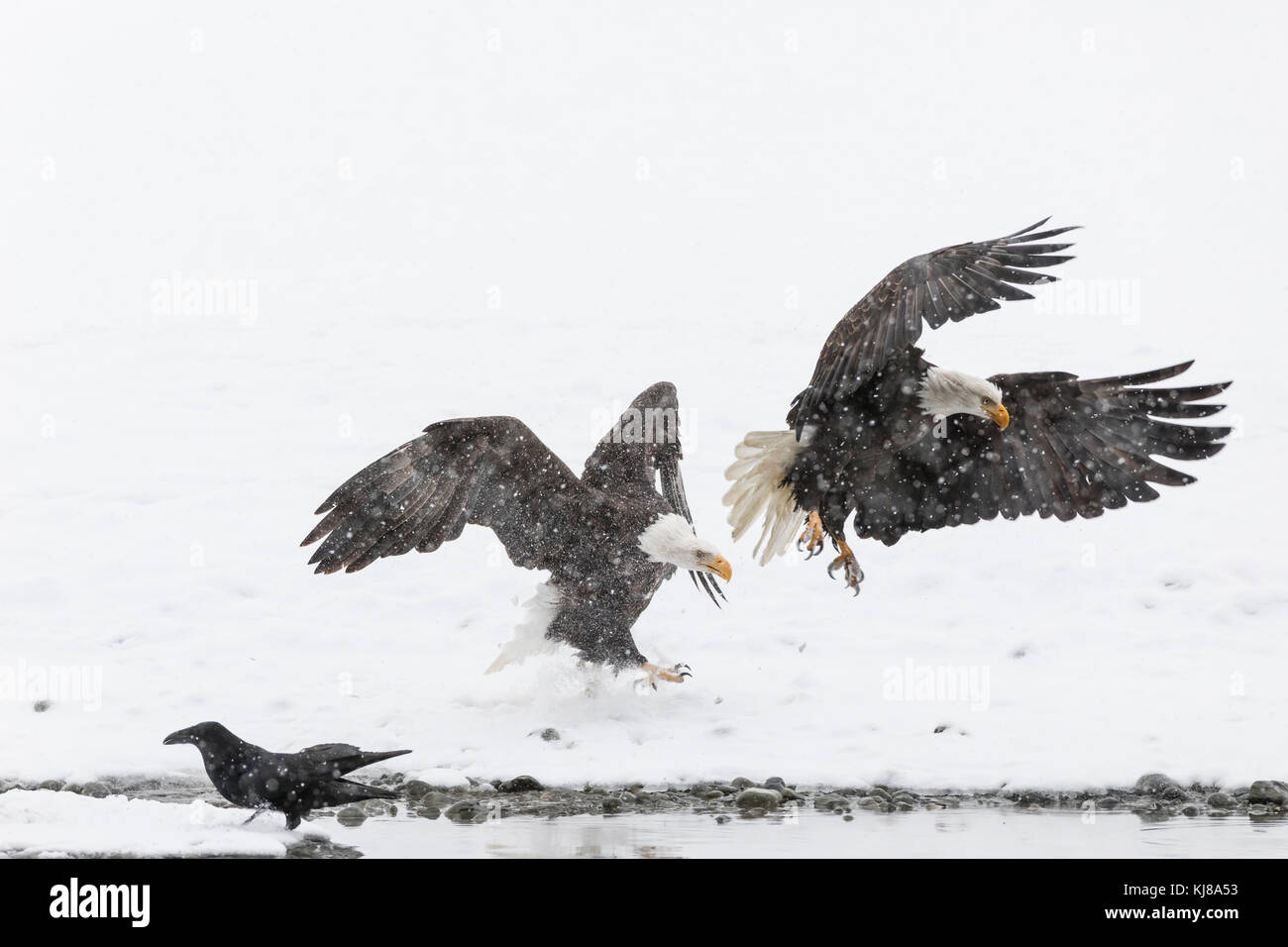Bald Eagles sparring along the Chilkat River in the Chilkat River Bald ...