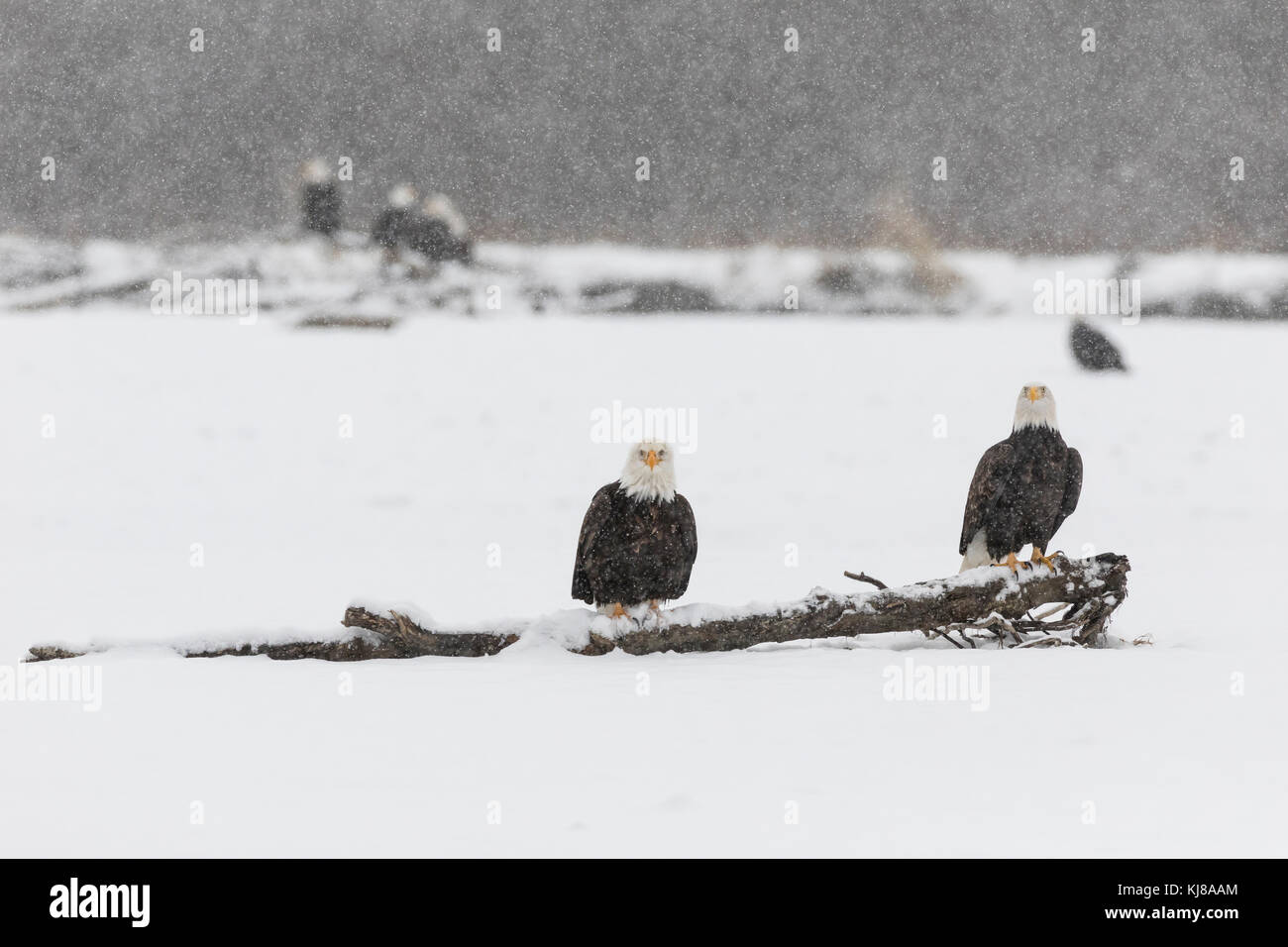 Chilkat Bald Eagle Preserve Stock Photos & Chilkat Bald Eagle Preserve ...