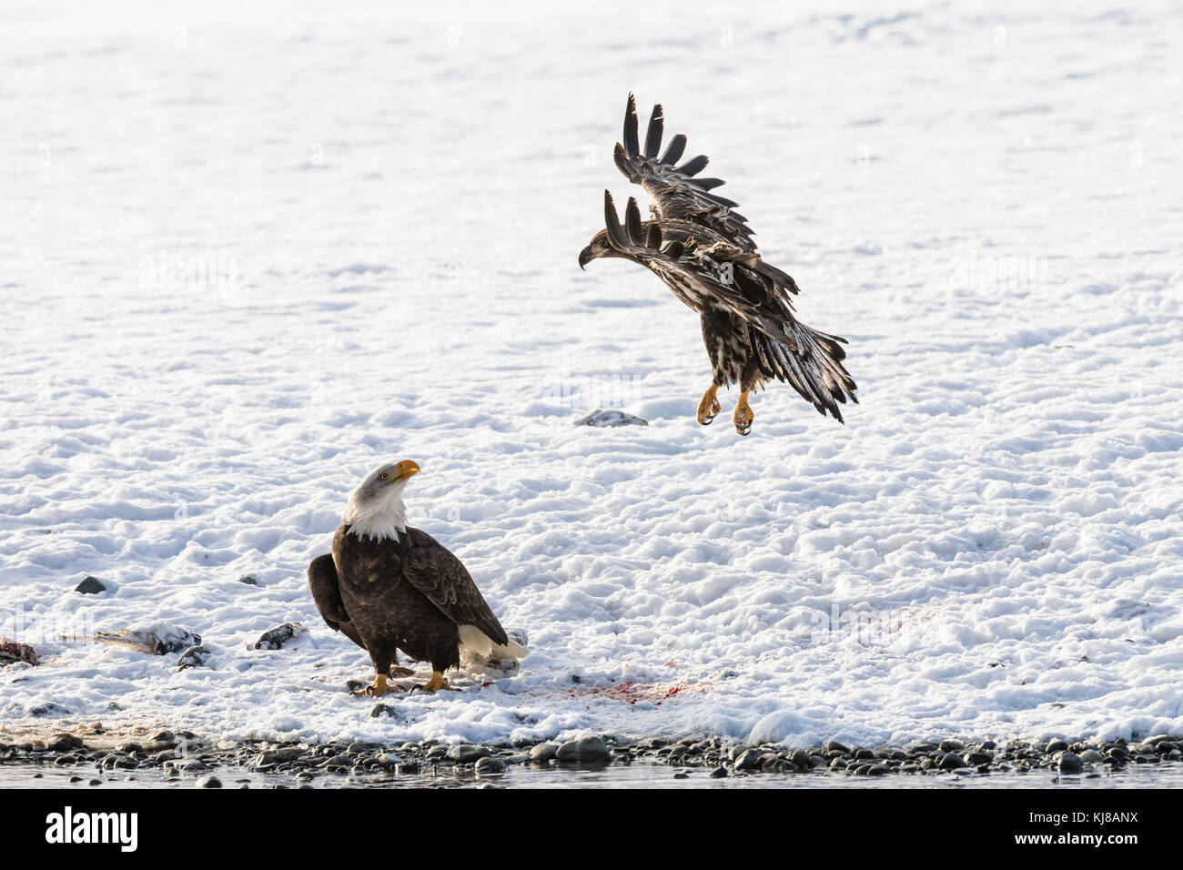 Juvenile Bald Eagle flies over another eagle foraging on Chum salmon ...