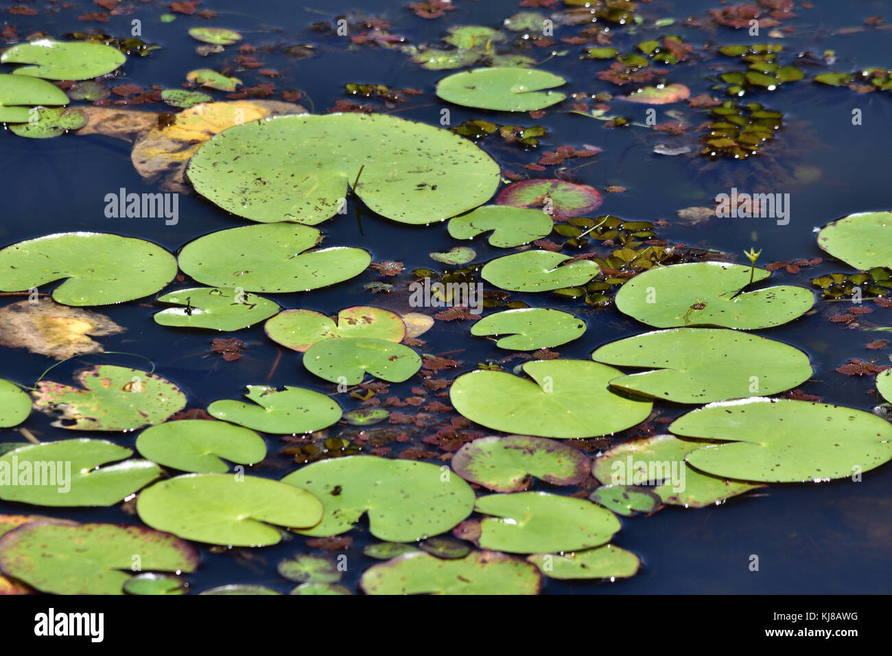 Australian Lily High Resolution Stock Photography and Images - Alamy