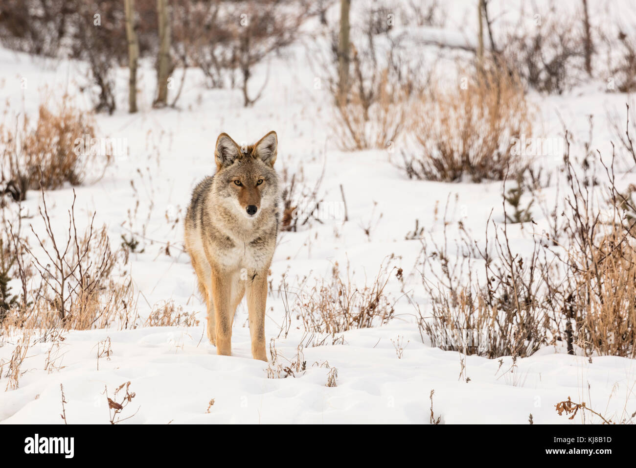 Coyote (Canis latrans) along the Alaska Highway in Kluane National Park ...
