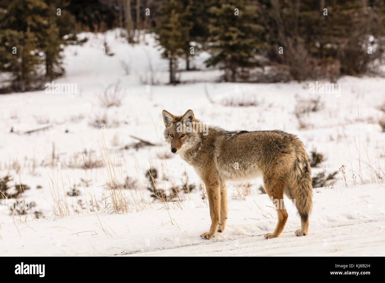 Coyote alaska wildlife hi-res stock photography and images - Alamy