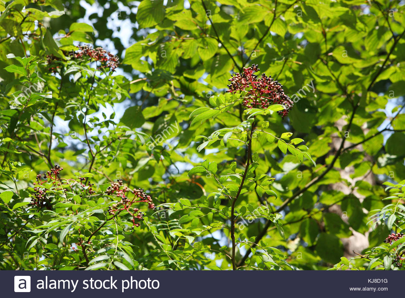 Pepper Tree Stock Photos & Pepper Tree Stock Images - Alamy