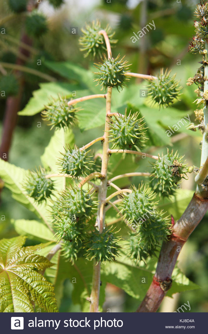 Castor Bean Plant Stock Photos & Castor Bean Plant Stock Images - Alamy