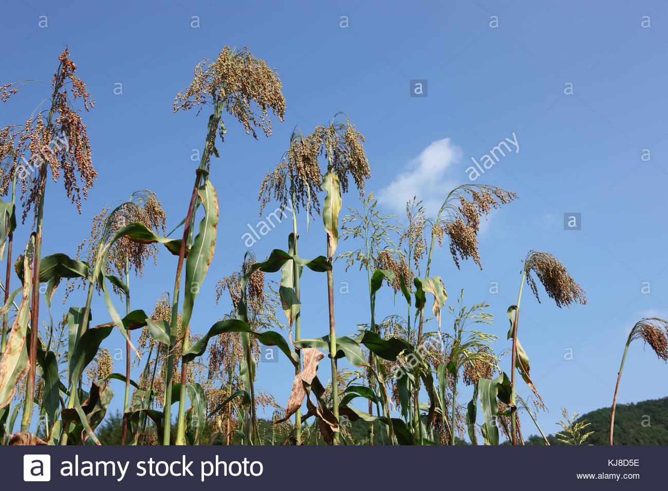 Sorghum Plant Stock Photos & Sorghum Plant Stock Images - Alamy
