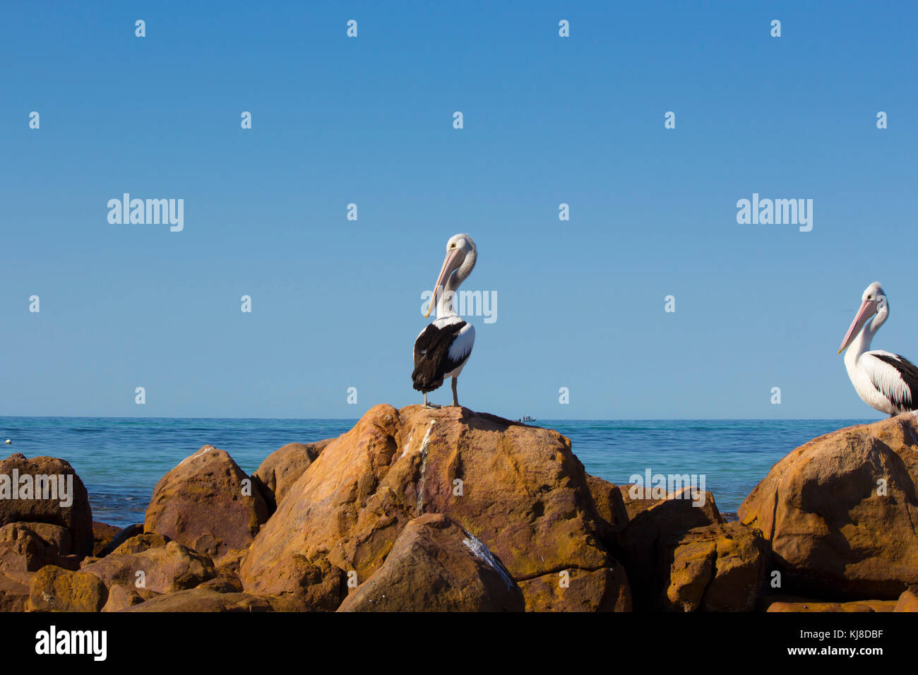 Large white pelican pelecanidae species pelecaniformes is perched on a ...