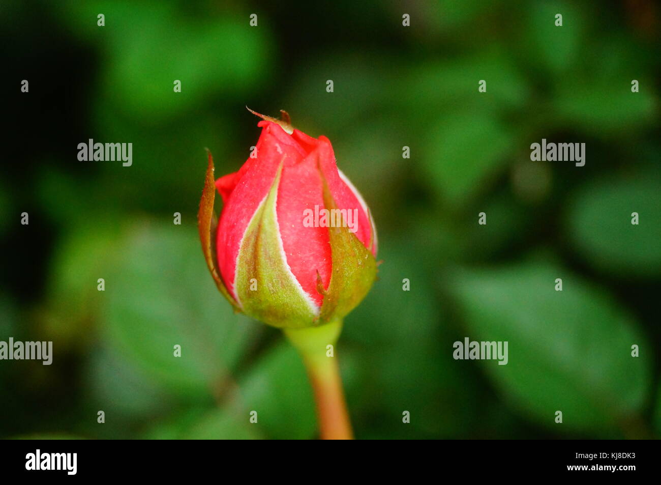 Bright roses, open in the garden, very beautiful Stock Photo - Alamy