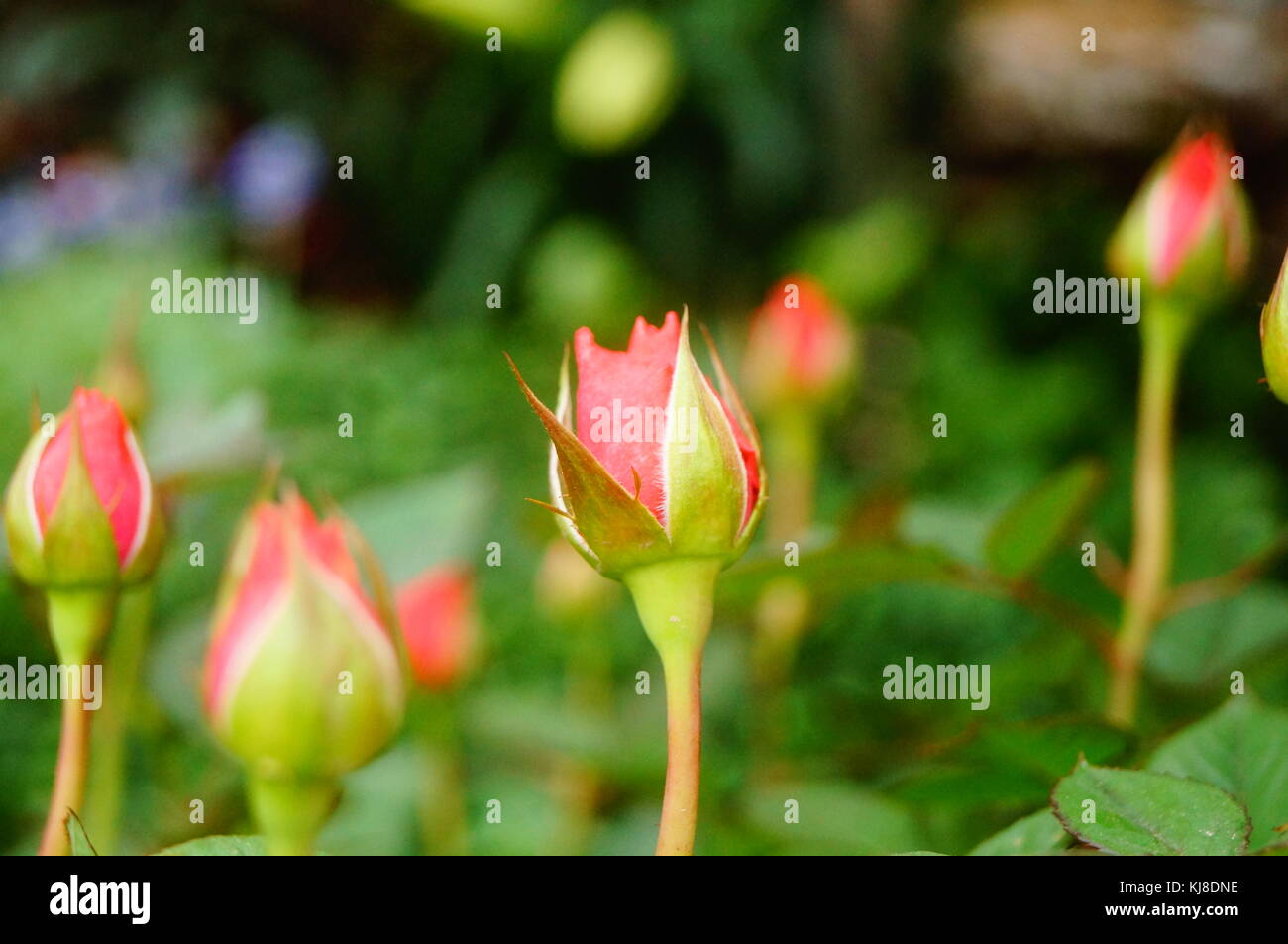 Bright roses, open in the garden, very beautiful Stock Photo - Alamy