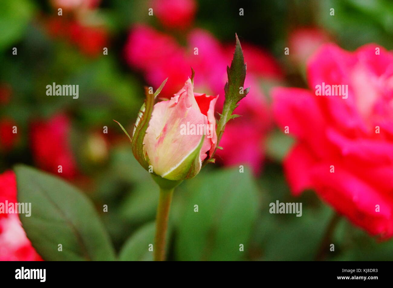 Bright roses, open in the garden, very beautiful Stock Photo - Alamy