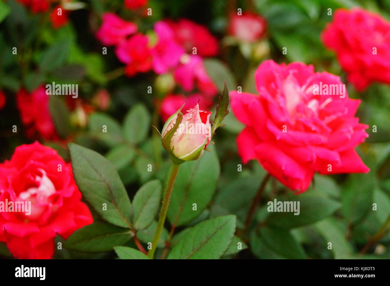 Bright roses, open in the garden, very beautiful Stock Photo - Alamy