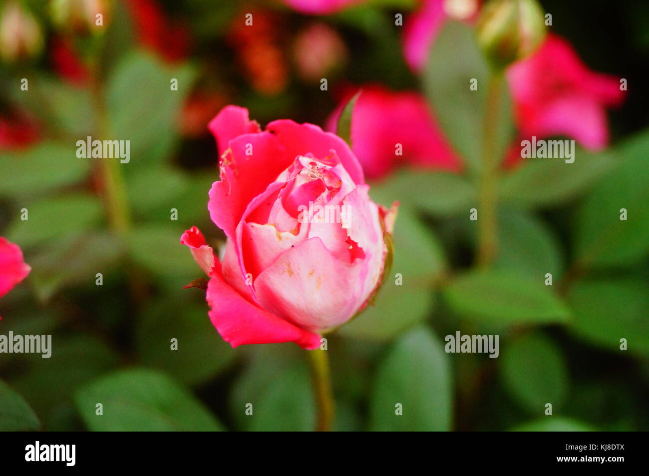 Bright roses, open in the garden, very beautiful Stock Photo - Alamy
