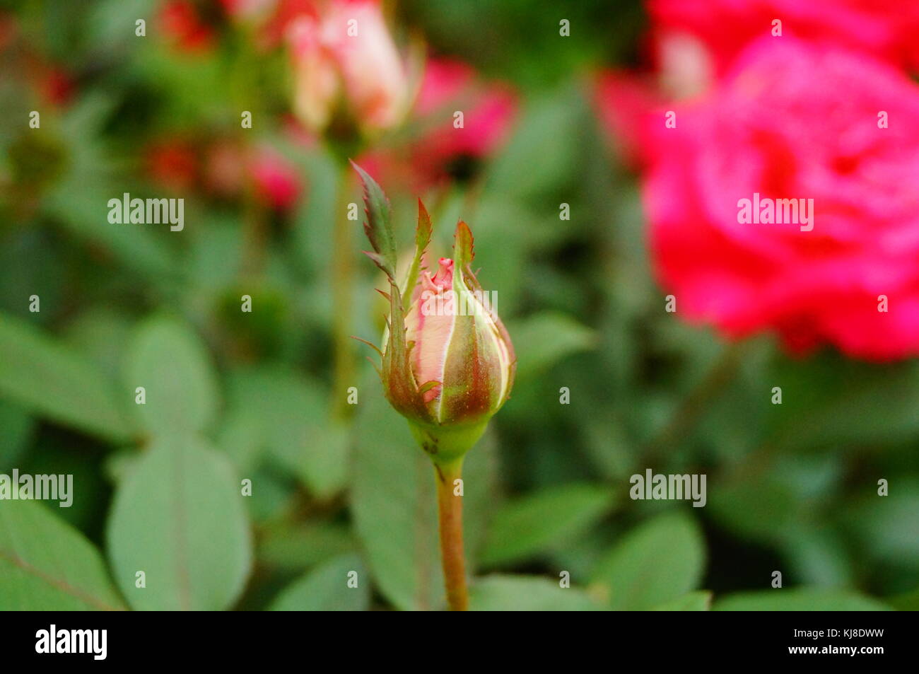 Bright roses, open in the garden, very beautiful Stock Photo - Alamy