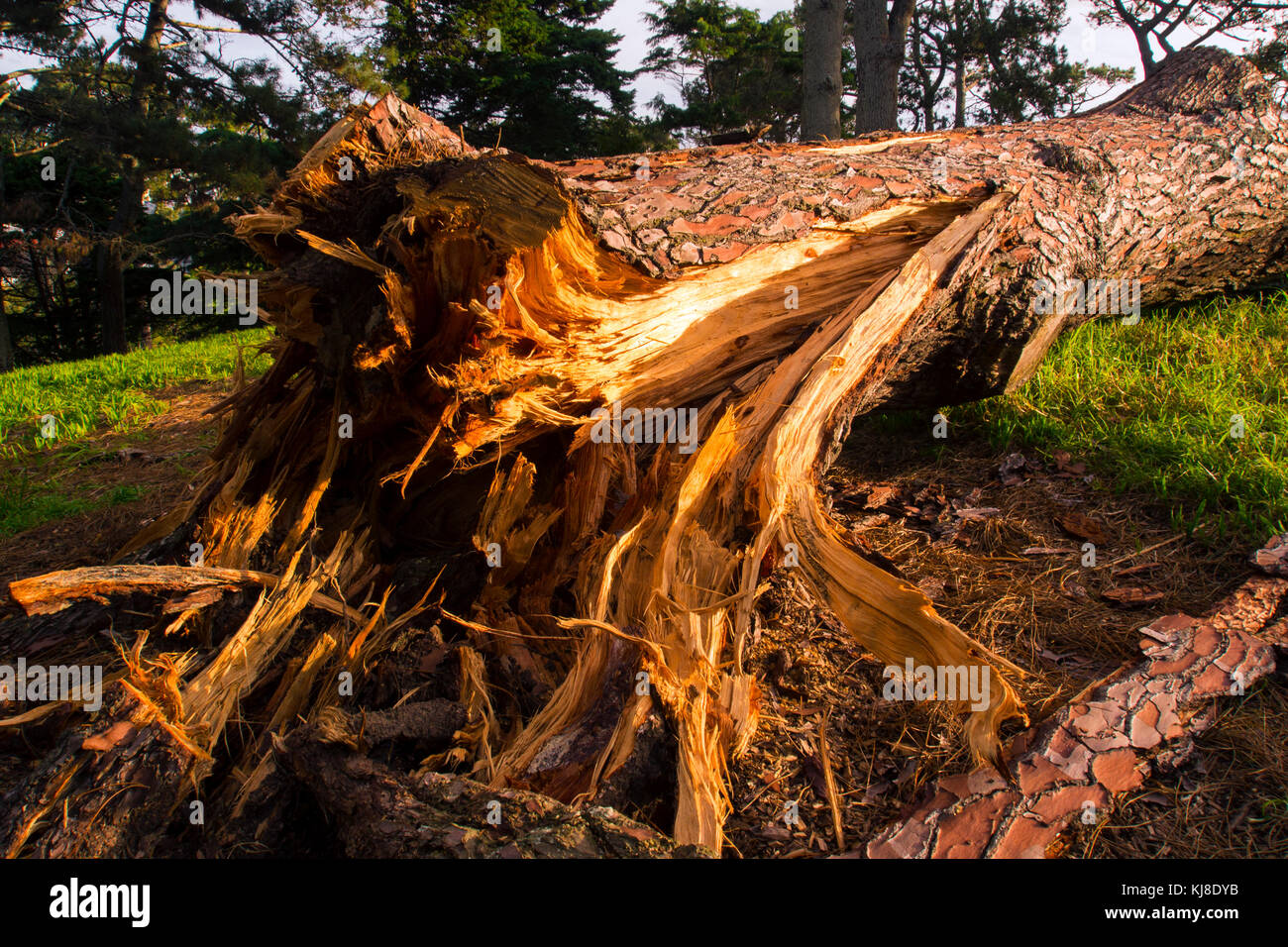 Old dead tree fallen over hi-res stock photography and images - Alamy