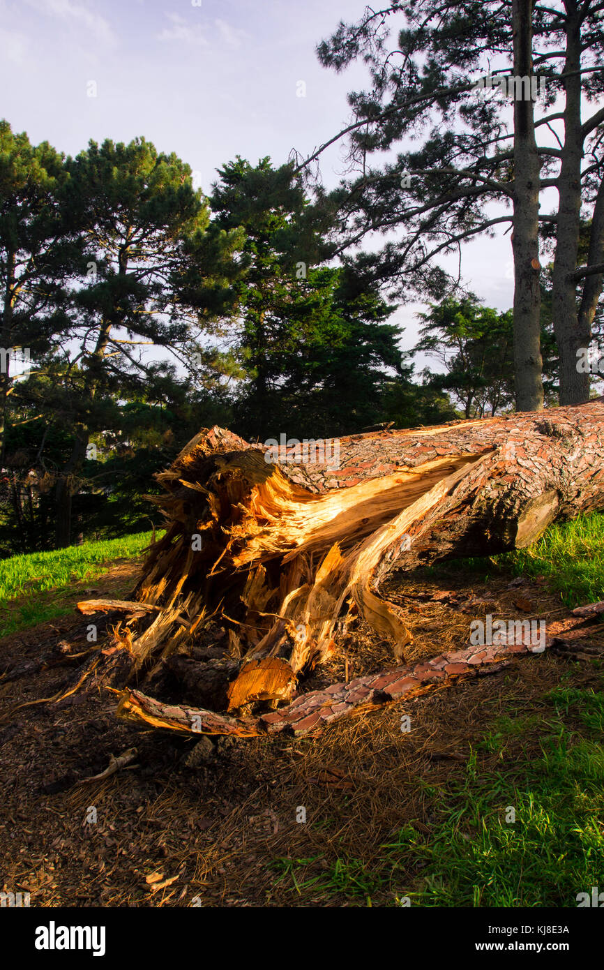 close-up of a broken tree Stock Photo - Alamy
