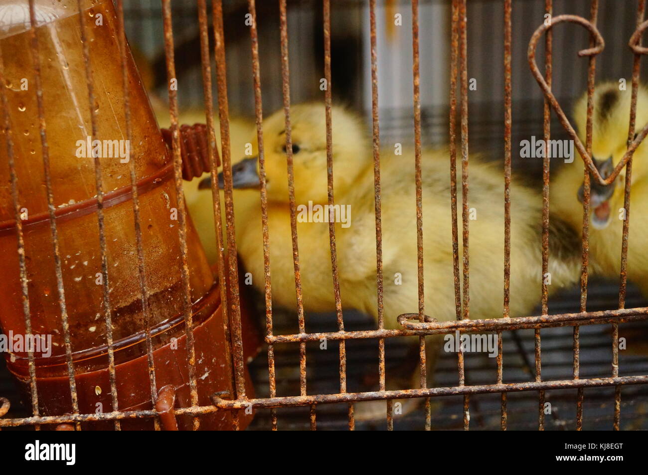 Little yellow ducks, though locked in cages, lose their freedom, but ...