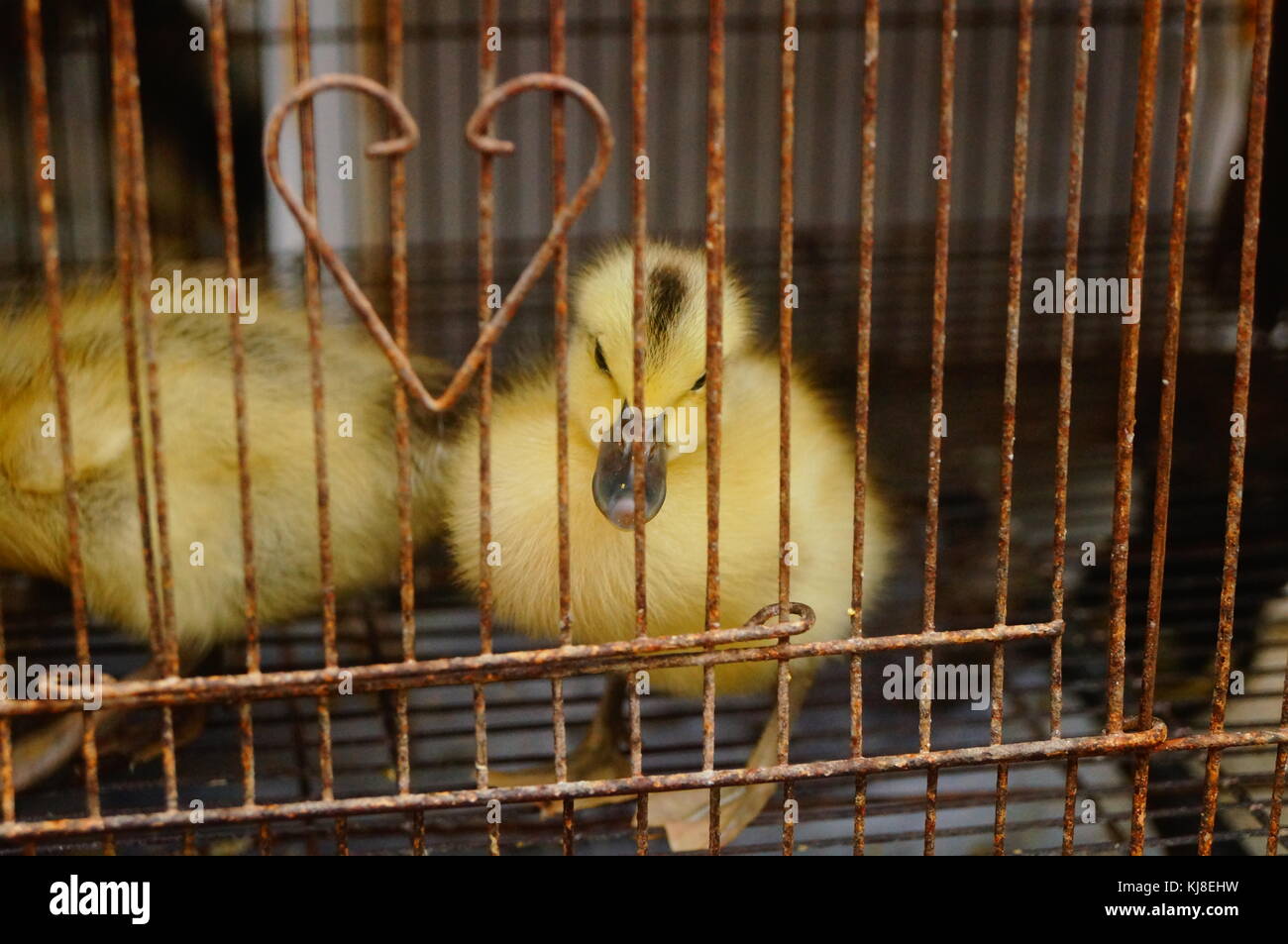 Little yellow ducks, though locked in cages, lose their freedom, but ...