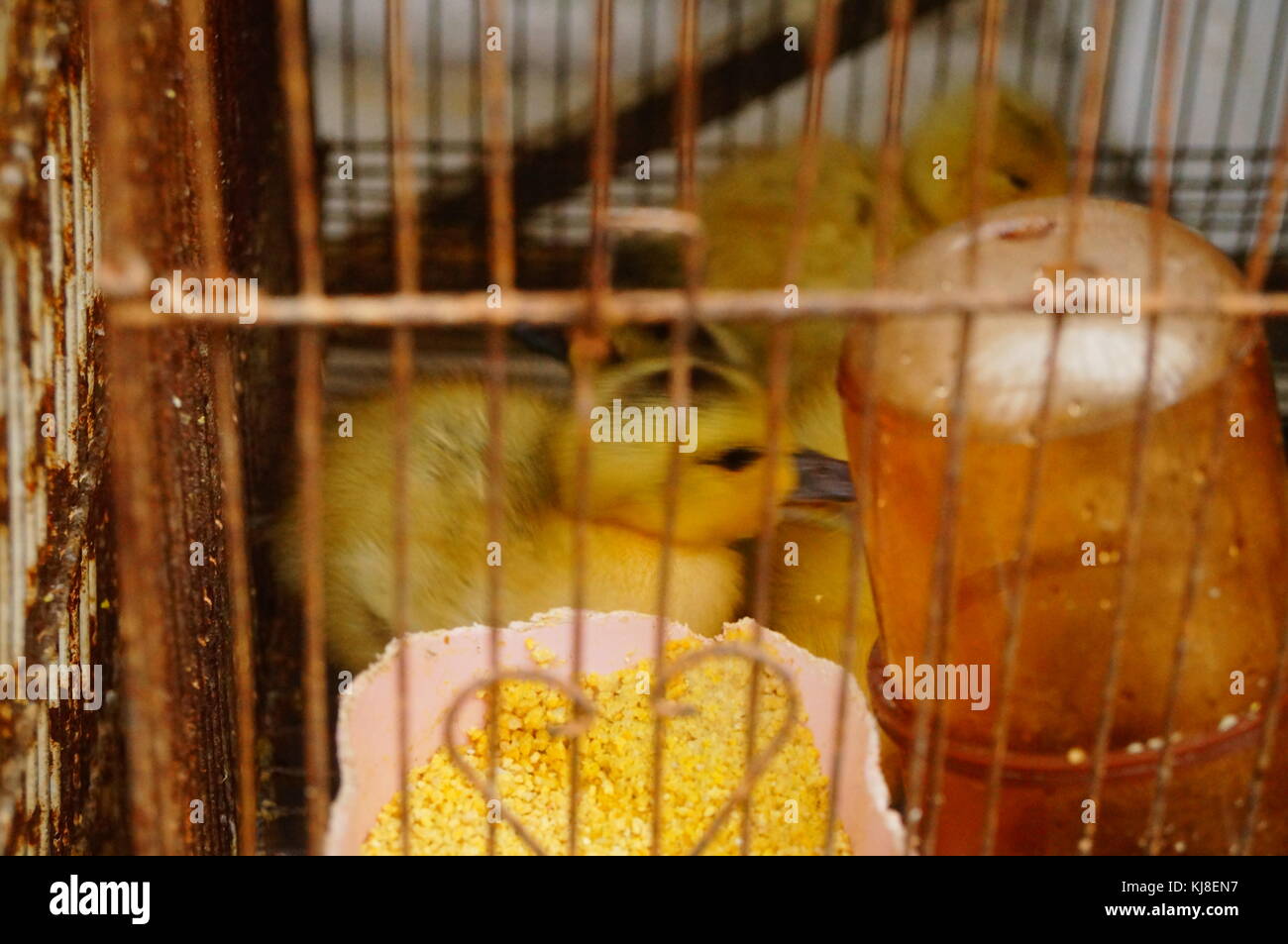 Little yellow ducks, though locked in cages, lose their freedom, but ...