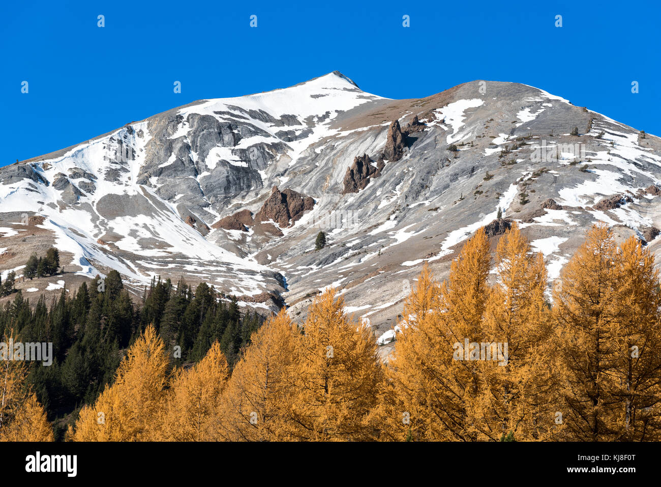 Western larch hi-res stock photography and images - Alamy