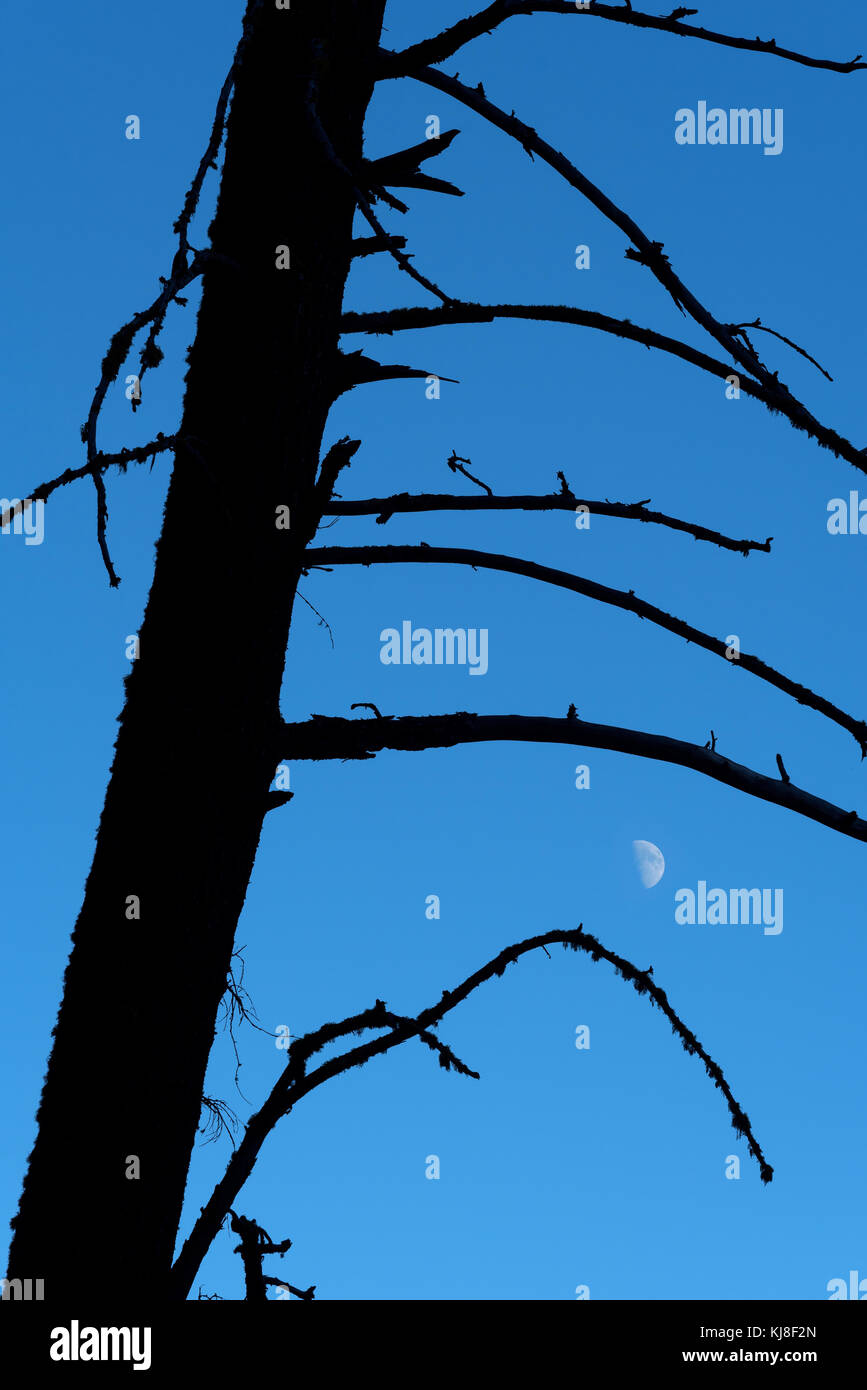 Tree dead moon silhouette hi-res stock photography and images - Alamy