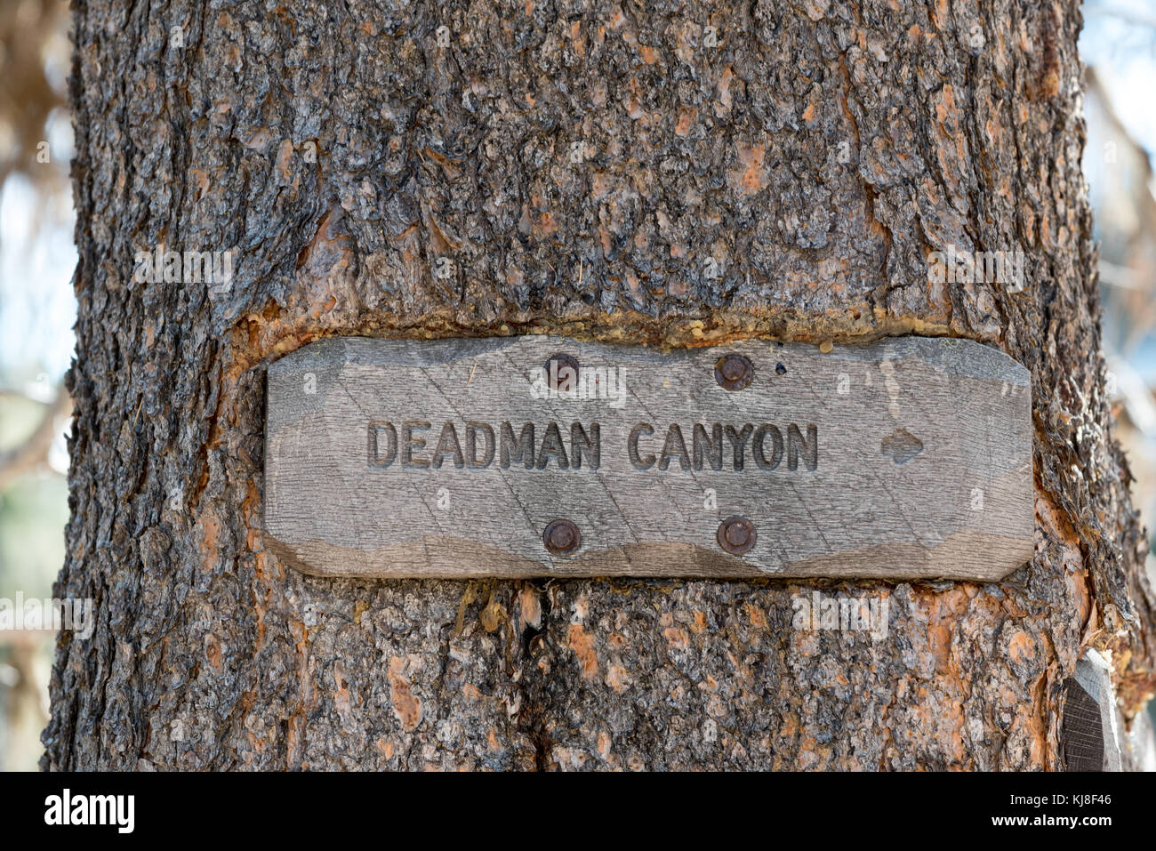 Trail sign on a tree in Oregon's Wallowa Mountains Stock Photo - Alamy