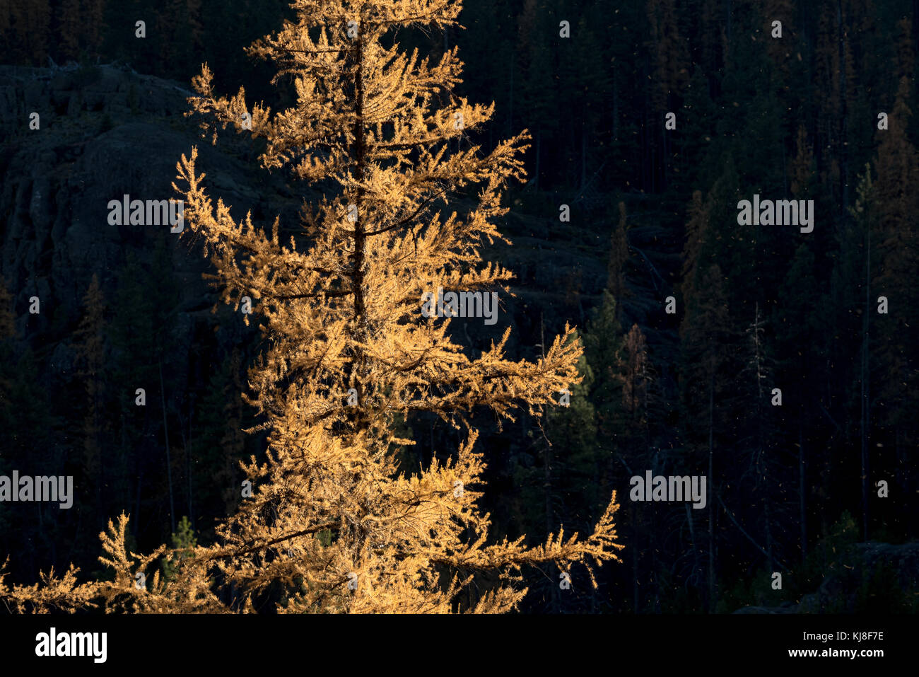 Western larch hi-res stock photography and images - Alamy