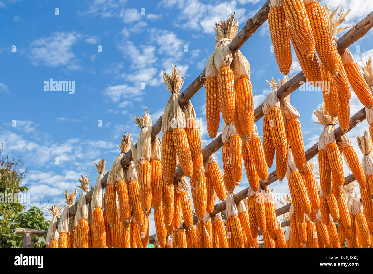 A photo of Corn on the rail with blue sky background Stock Photo - Alamy