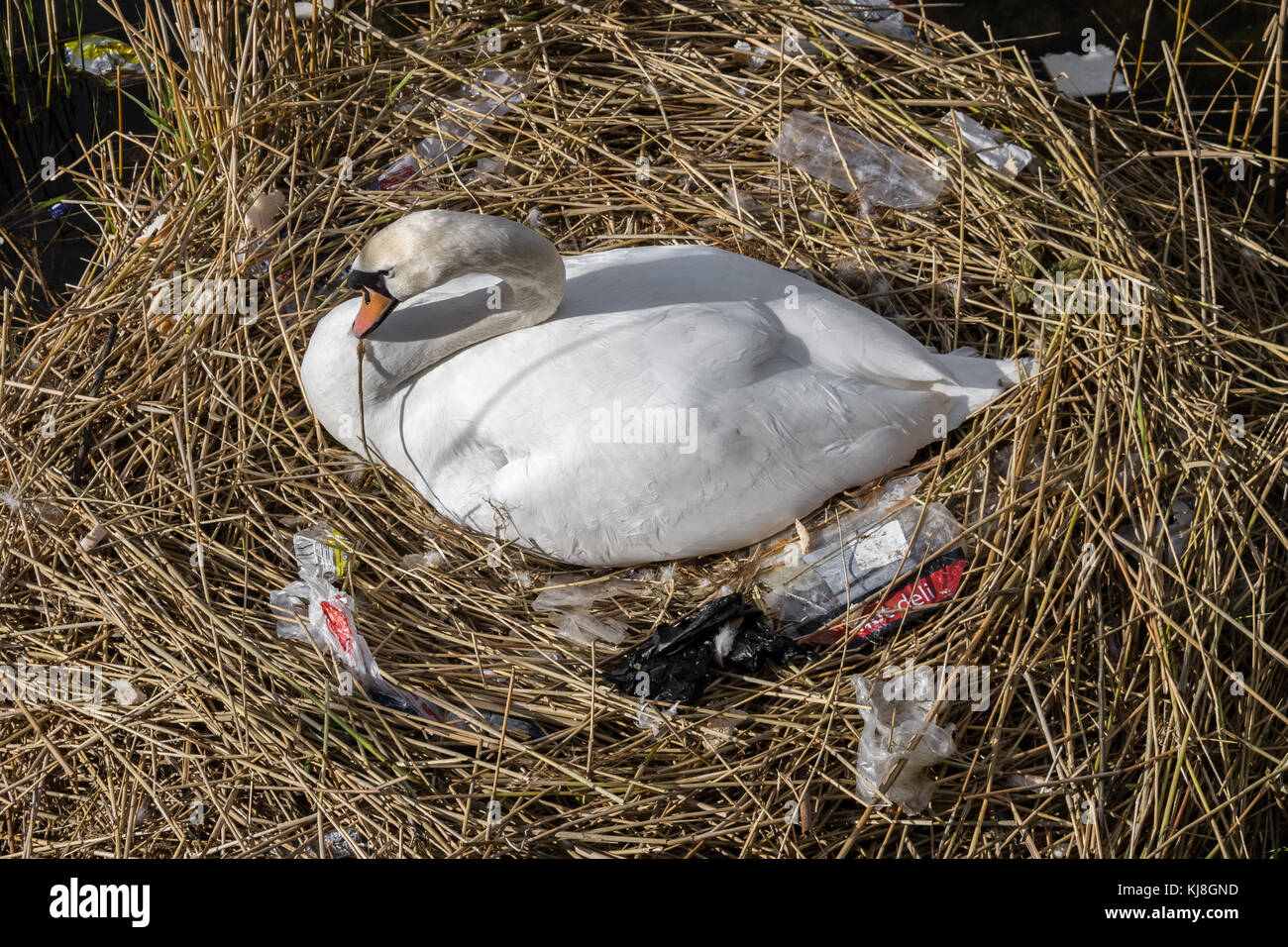 Plastic pollution bird canada hi-res stock photography and images - Alamy