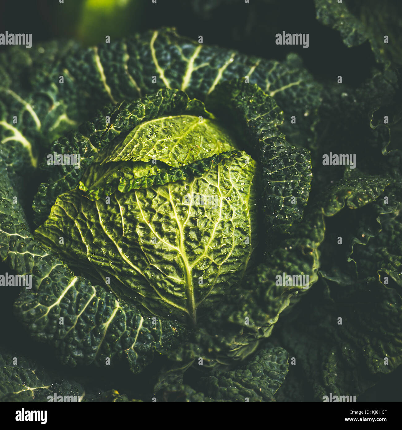 Close-up of raw green cabbage texture and background, square crop Stock ...