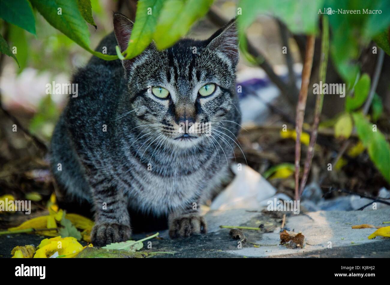Indian cats hi-res stock photography and images - Alamy