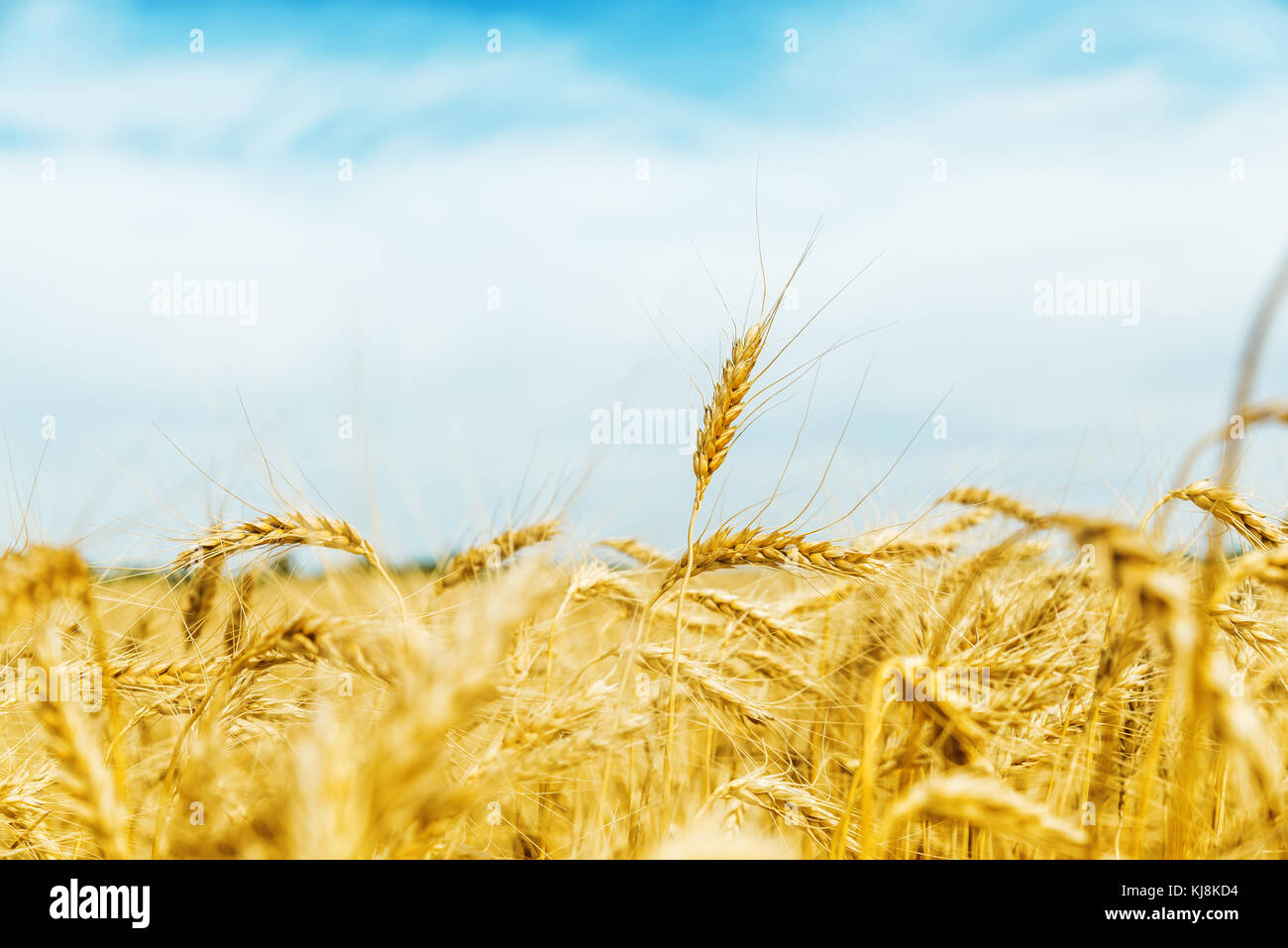 golden crop field Stock Photo - Alamy