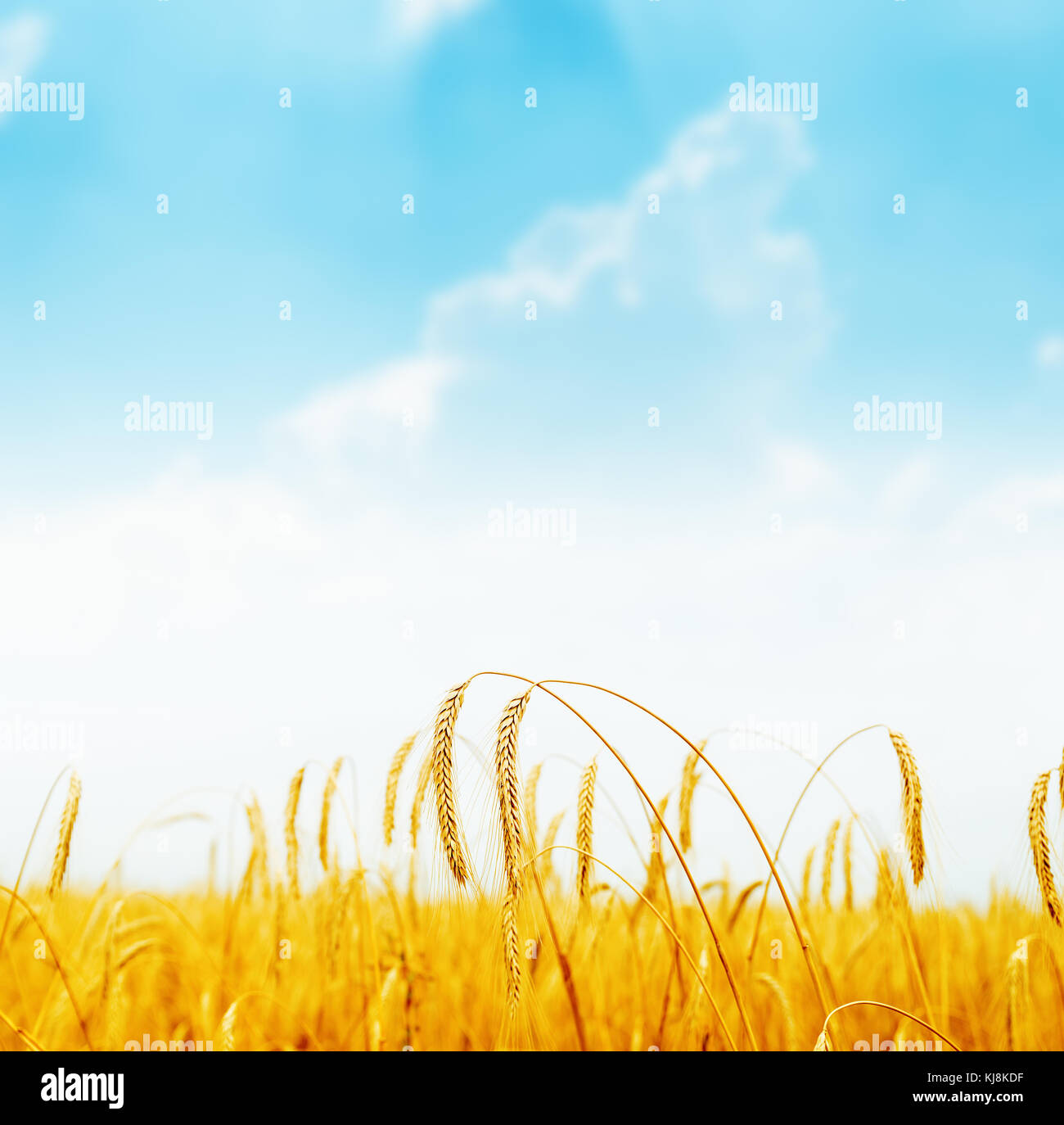 golden ripe crop on field and blue sky over it Stock Photo - Alamy