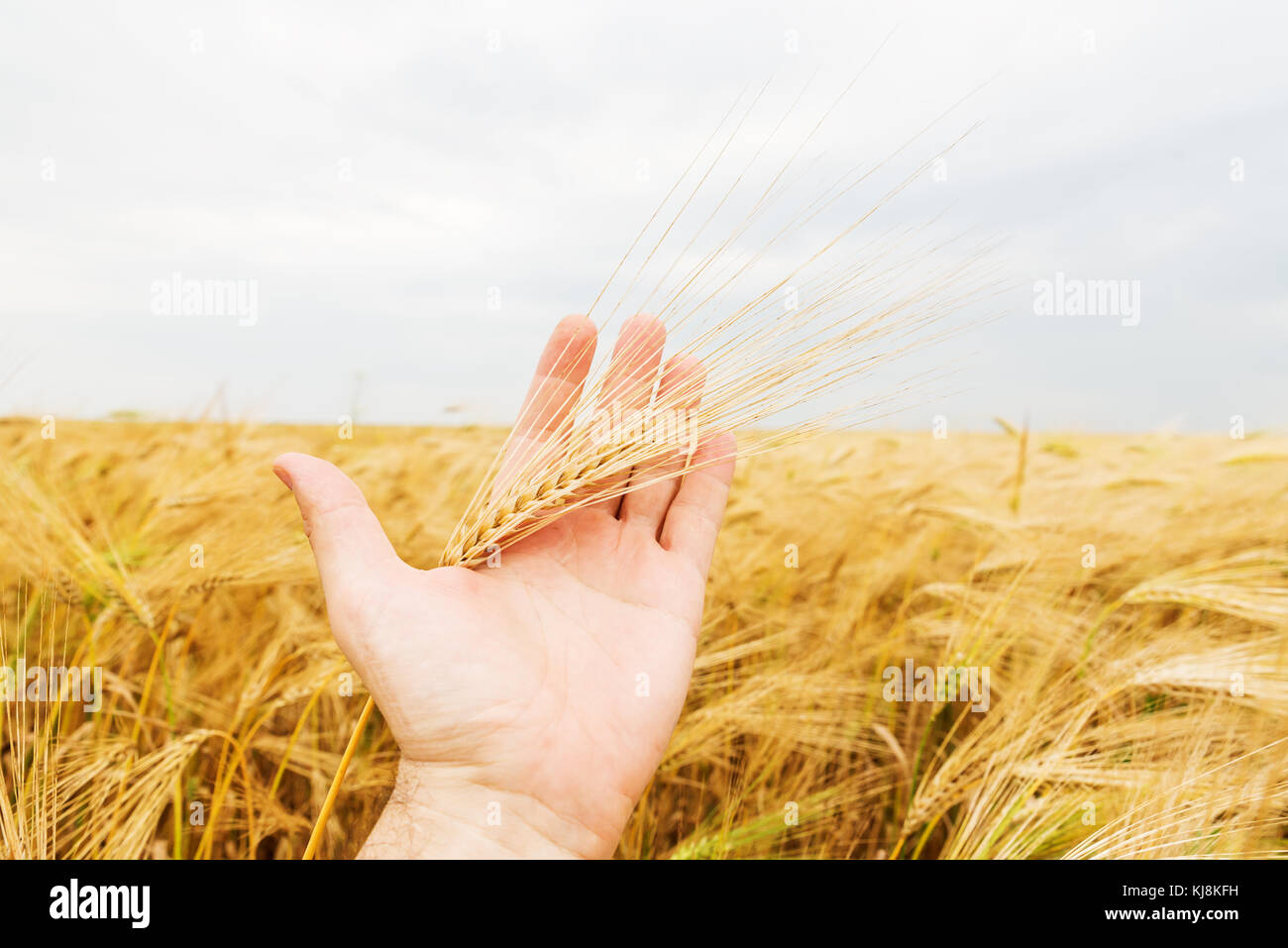 farmer show new crop over field Stock Photo - Alamy
