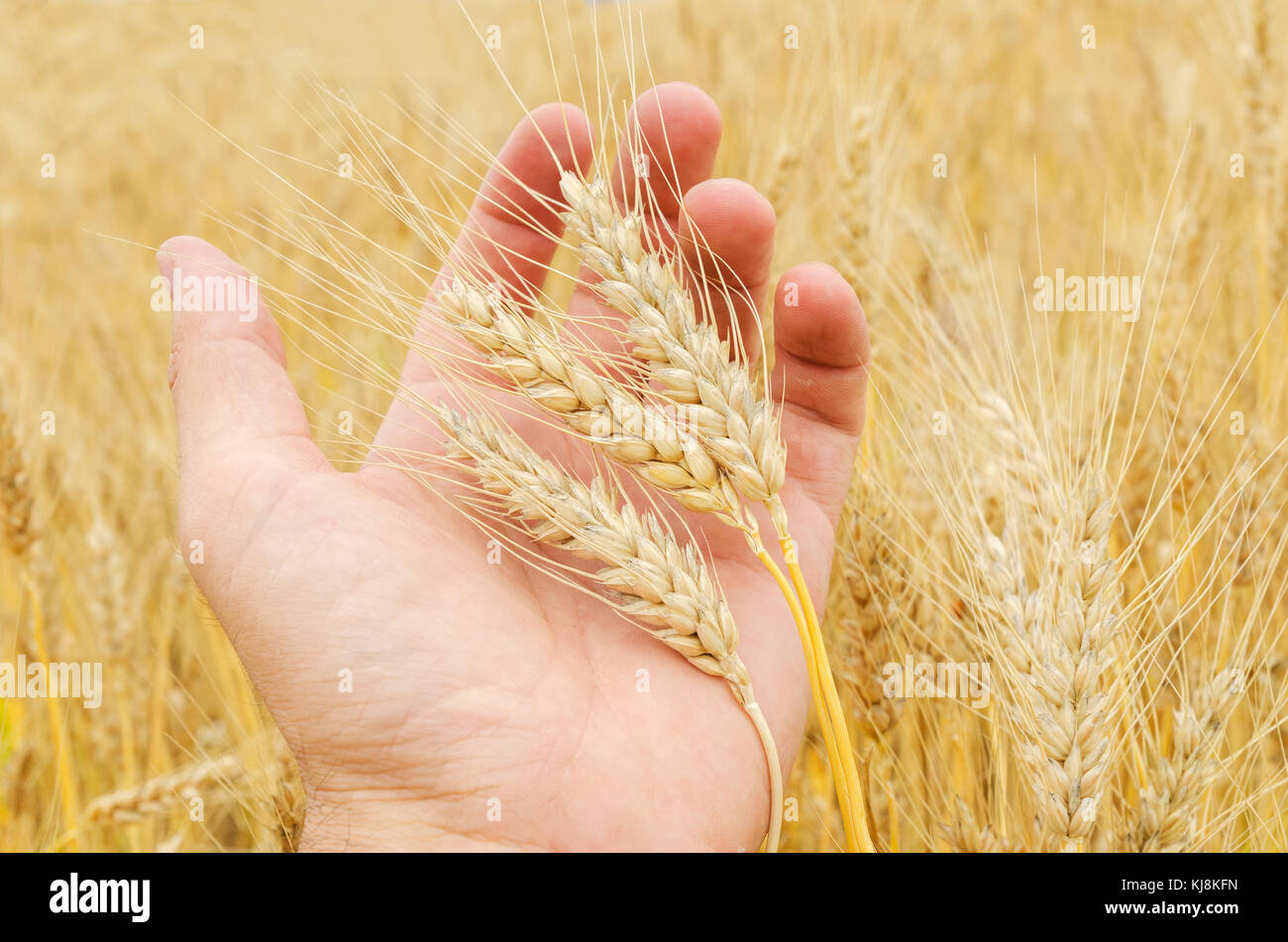 ripe crop in hand over field Stock Photo - Alamy