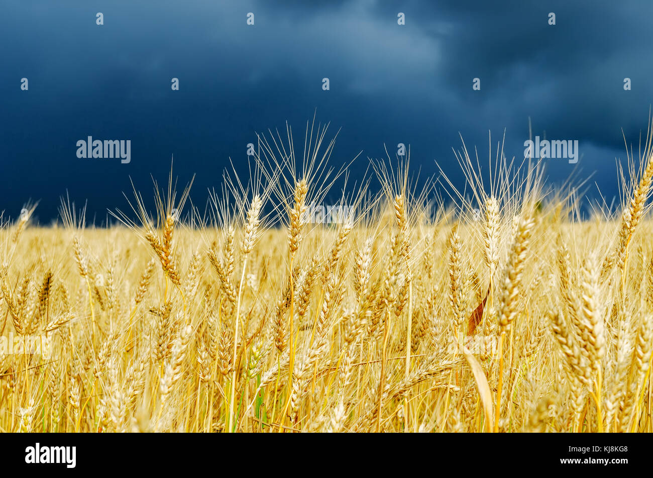 golden color crop on field. rain before Stock Photo - Alamy