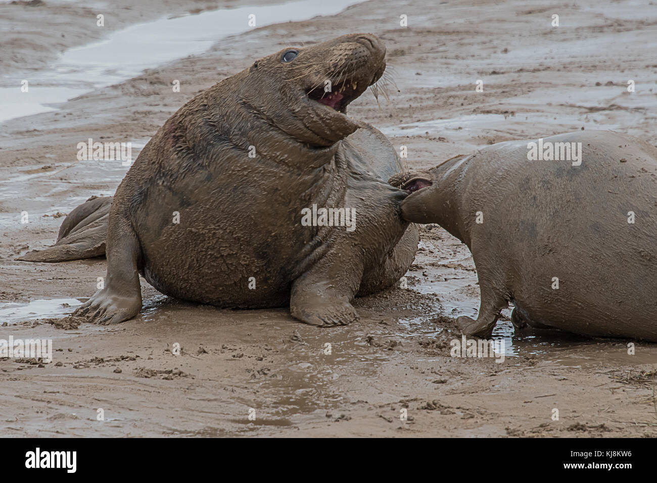 A fierce battle between a bull and a cow grey gray seals with the cow ...