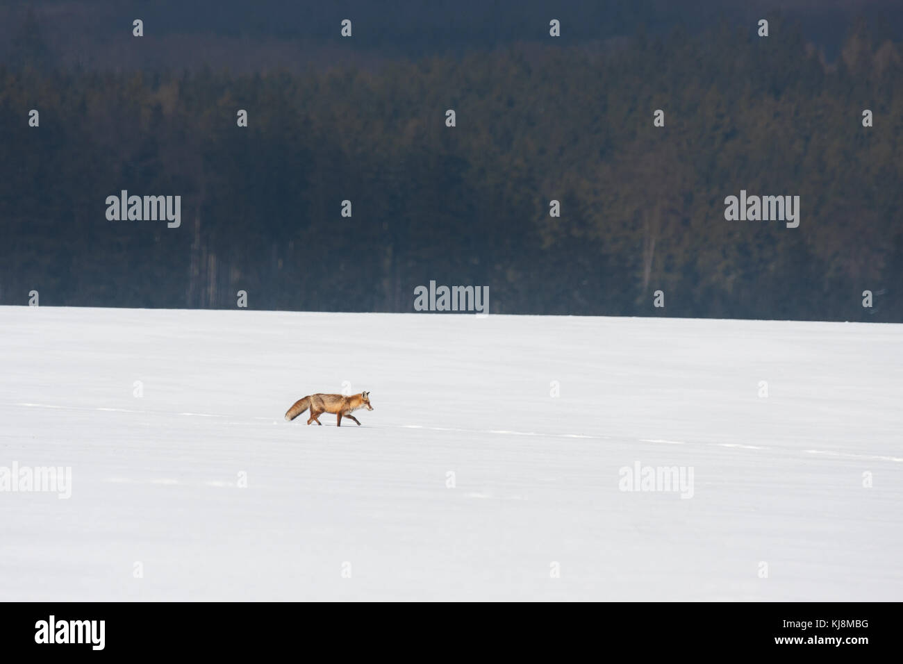 Fuchs im Winter Stock Photo - Alamy