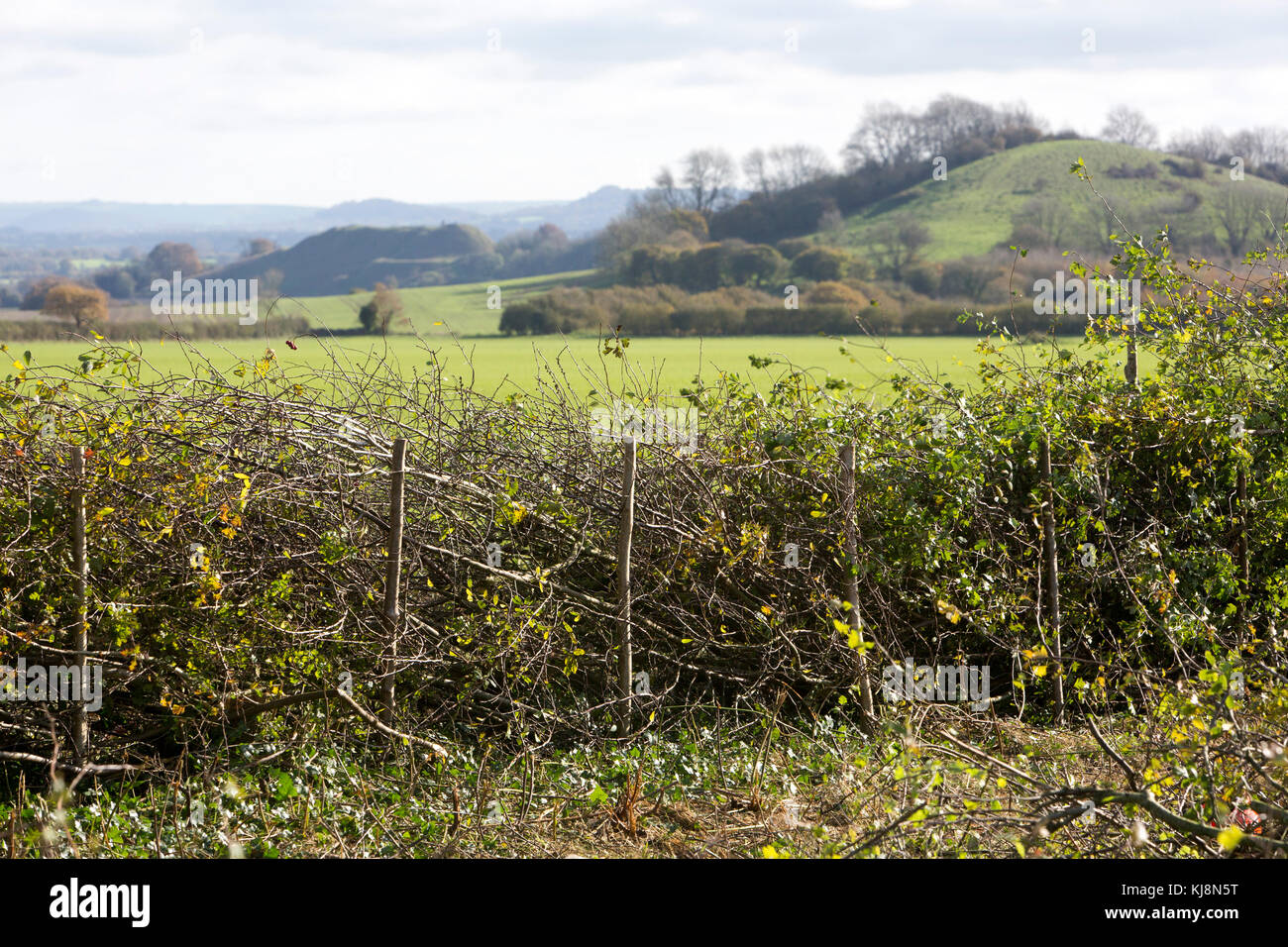 Ancient hedge boundary hi-res stock photography and images - Alamy