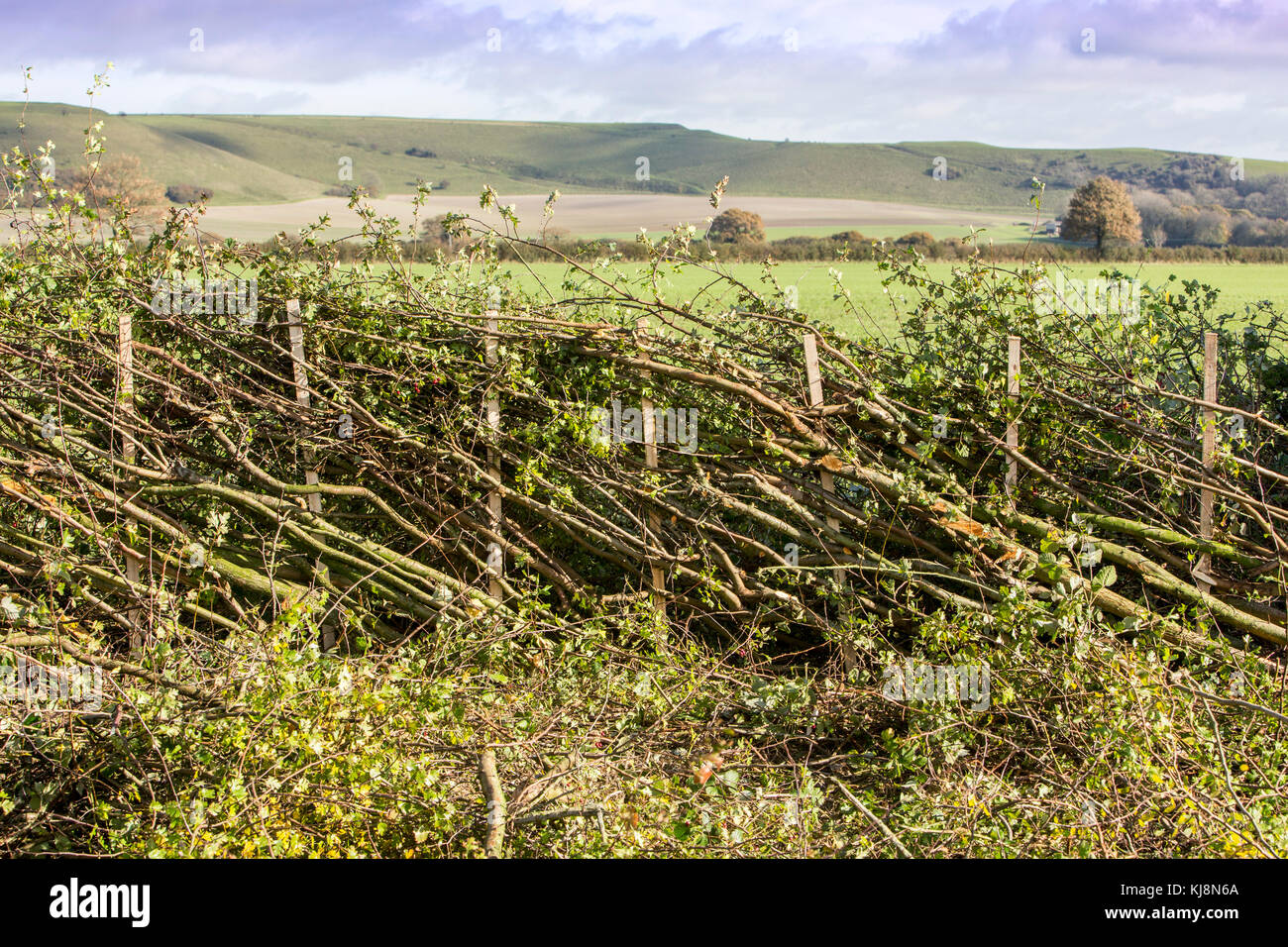 39th National Hedge laying championships at Stourhead, Wiltshire ...